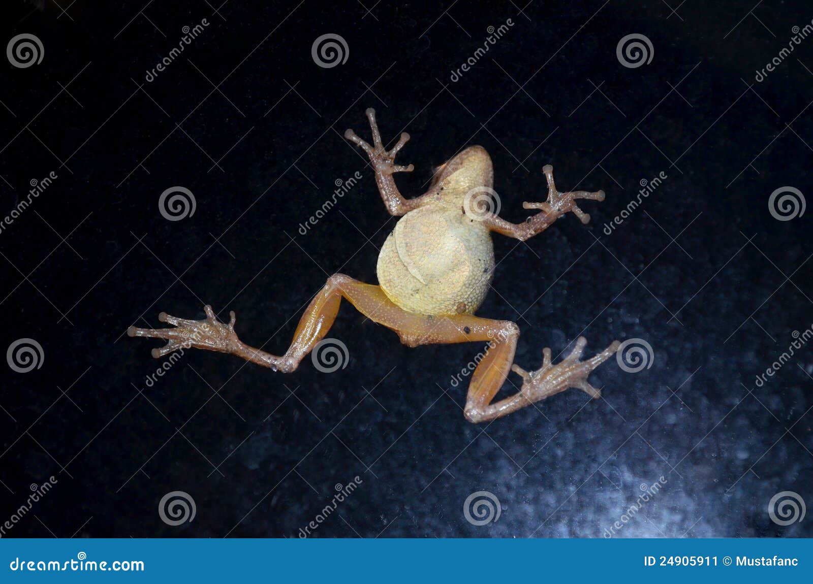 Spring Peeper tree frog stock image. Image of nature - 24905911