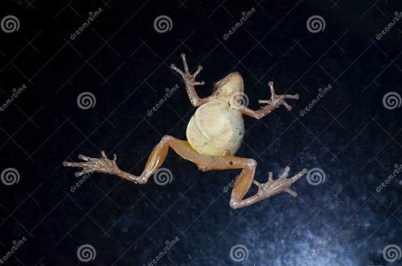 Spring Peeper tree frog stock image. Image of nature - 24905911