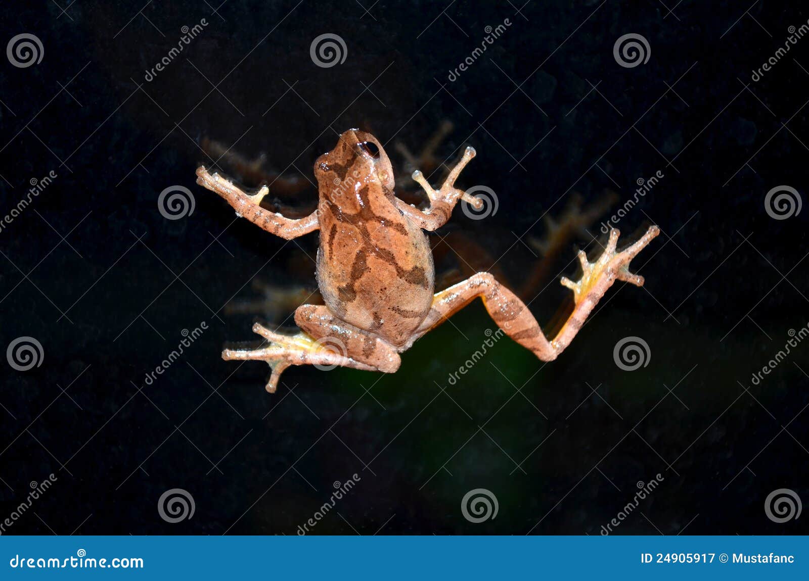 Spring Peeper tree frog stock image. Image of crucifer - 24905917