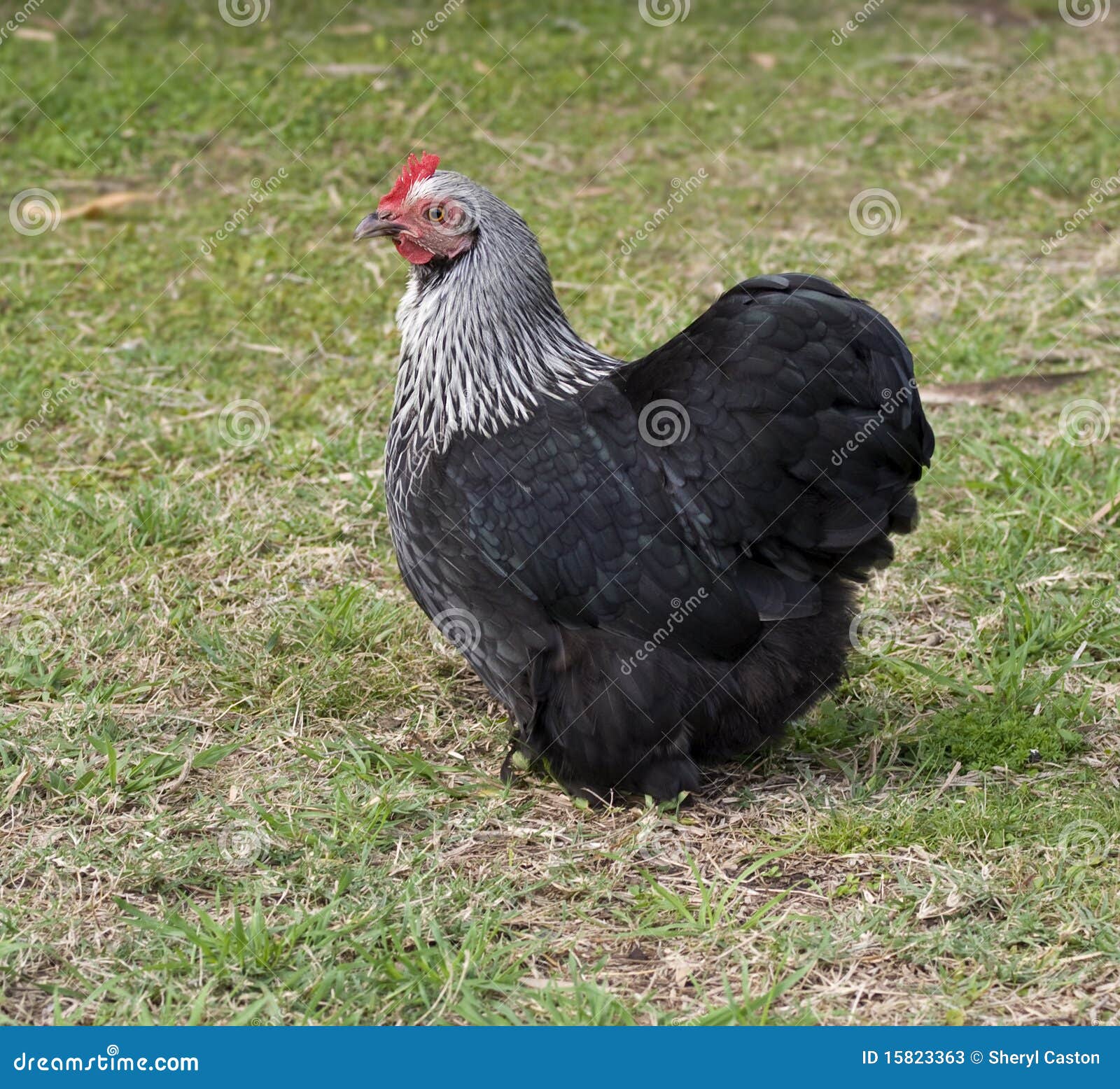 Spring Pekin Black Bantam Hen Free Range on Grass Stock Image - Image ...