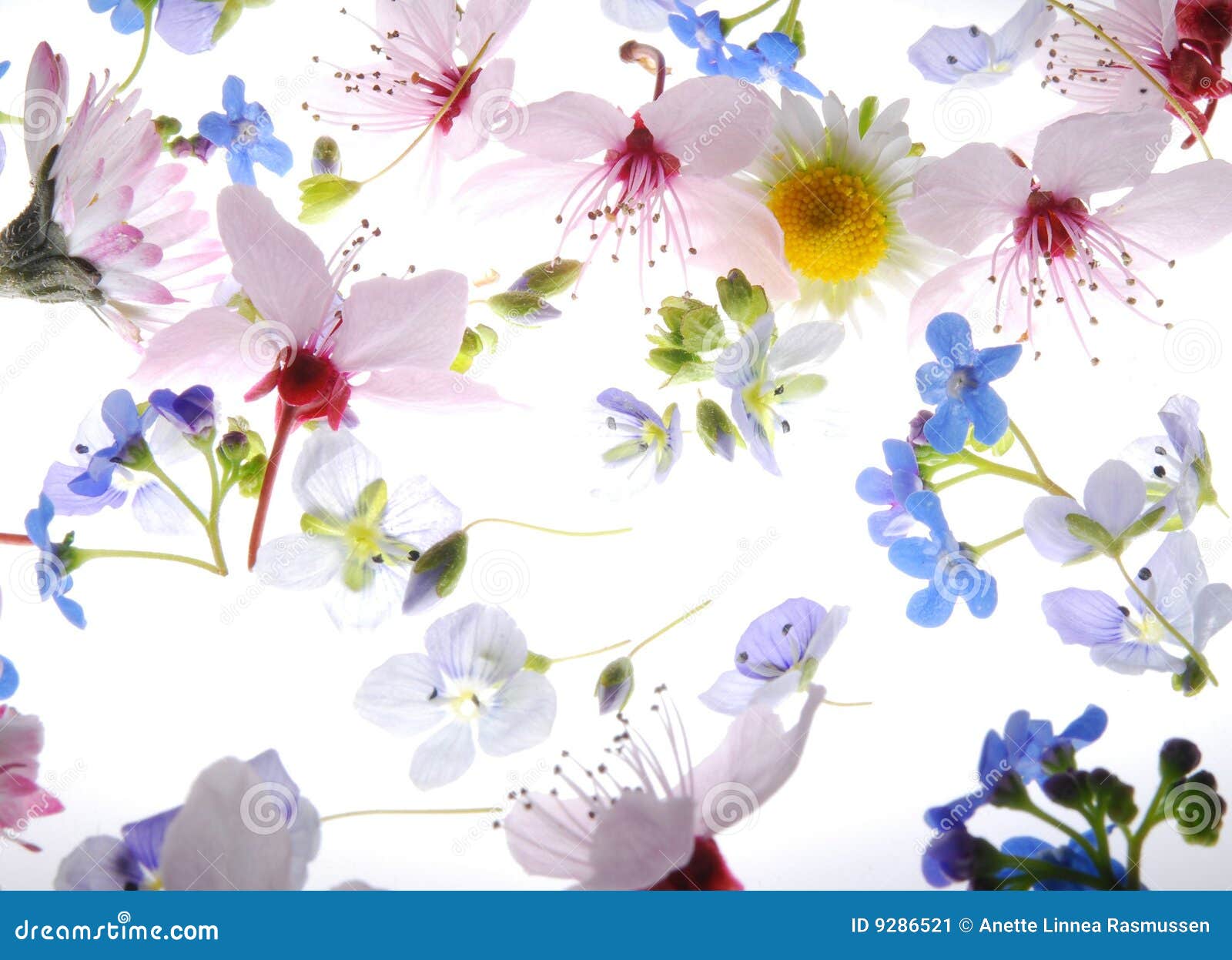 Spring petals stock image. Image of botanic, spring, floral - 9286521