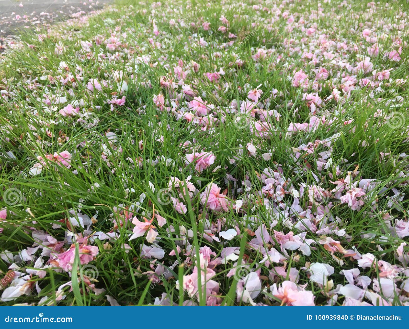 Spring-petals on the grass stock photo. Image of flowers - 100939840