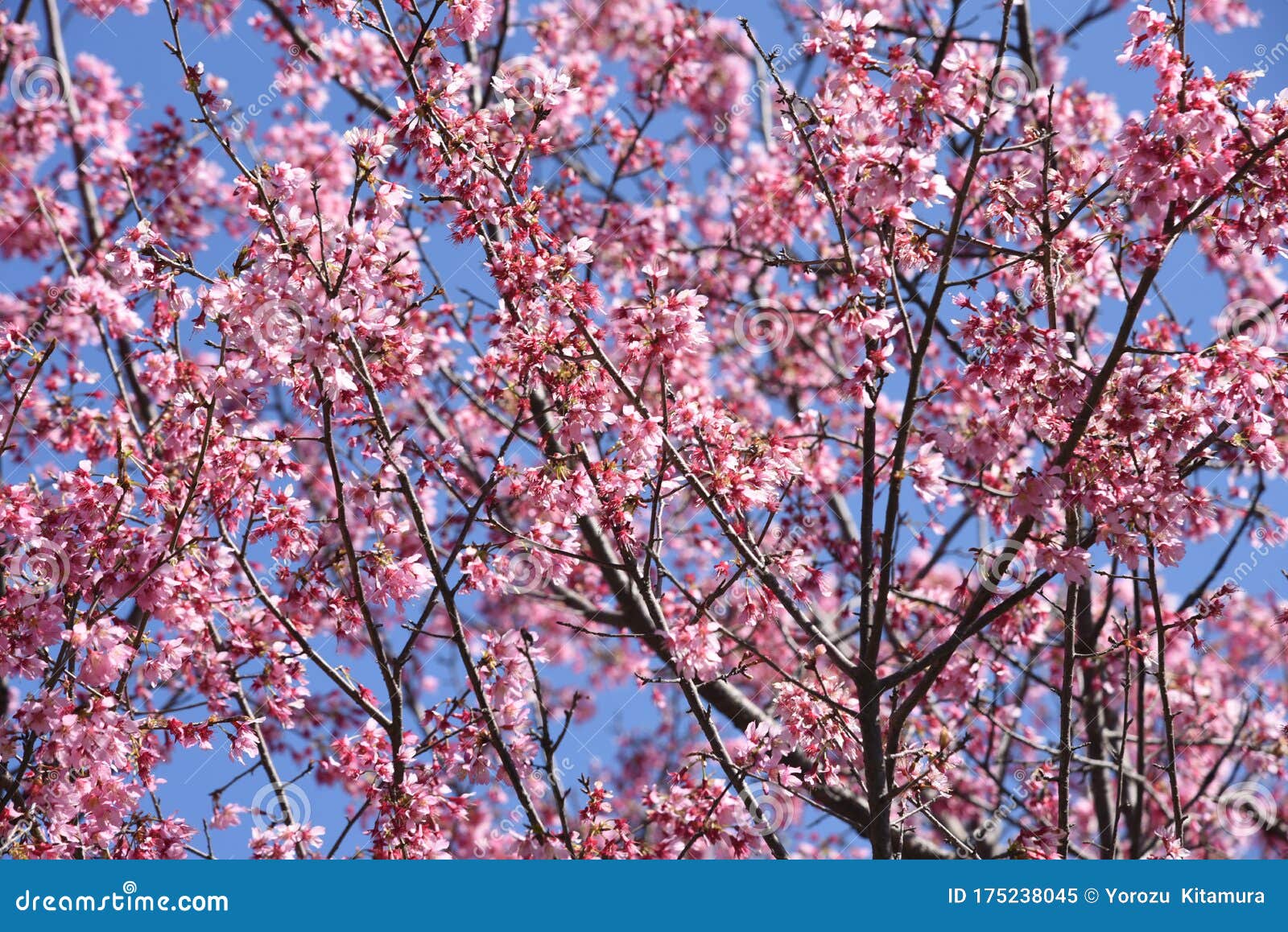 Landscape with Cherry Trees. Stock Image - Image of japanese, tree ...