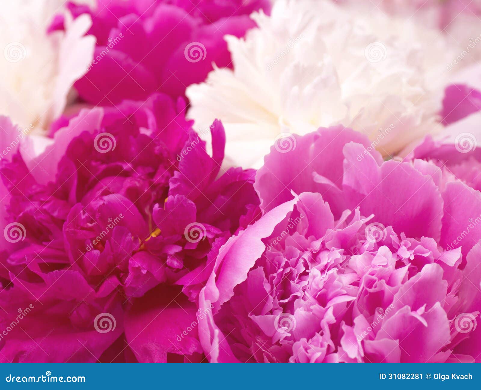 Spring pi-mesons flowers stock image. Image of flower - 31082281