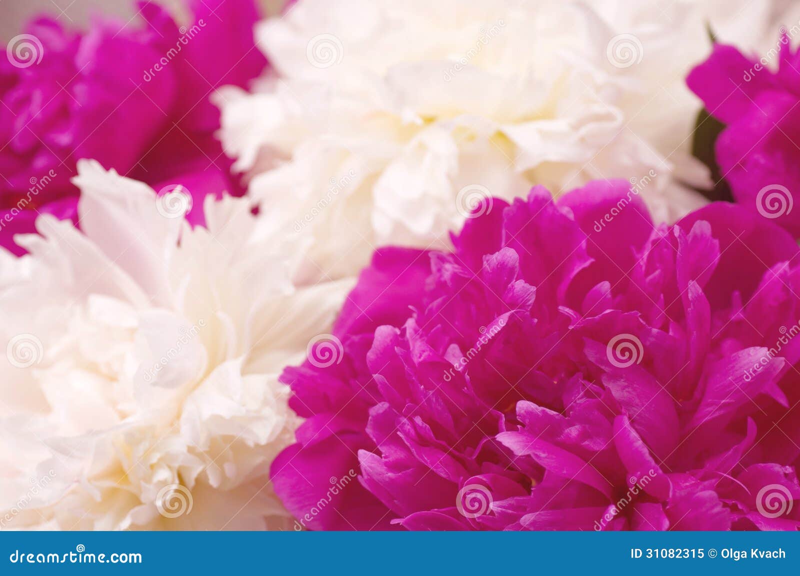 Spring pi-mesons flowers stock image. Image of botanic - 31082315