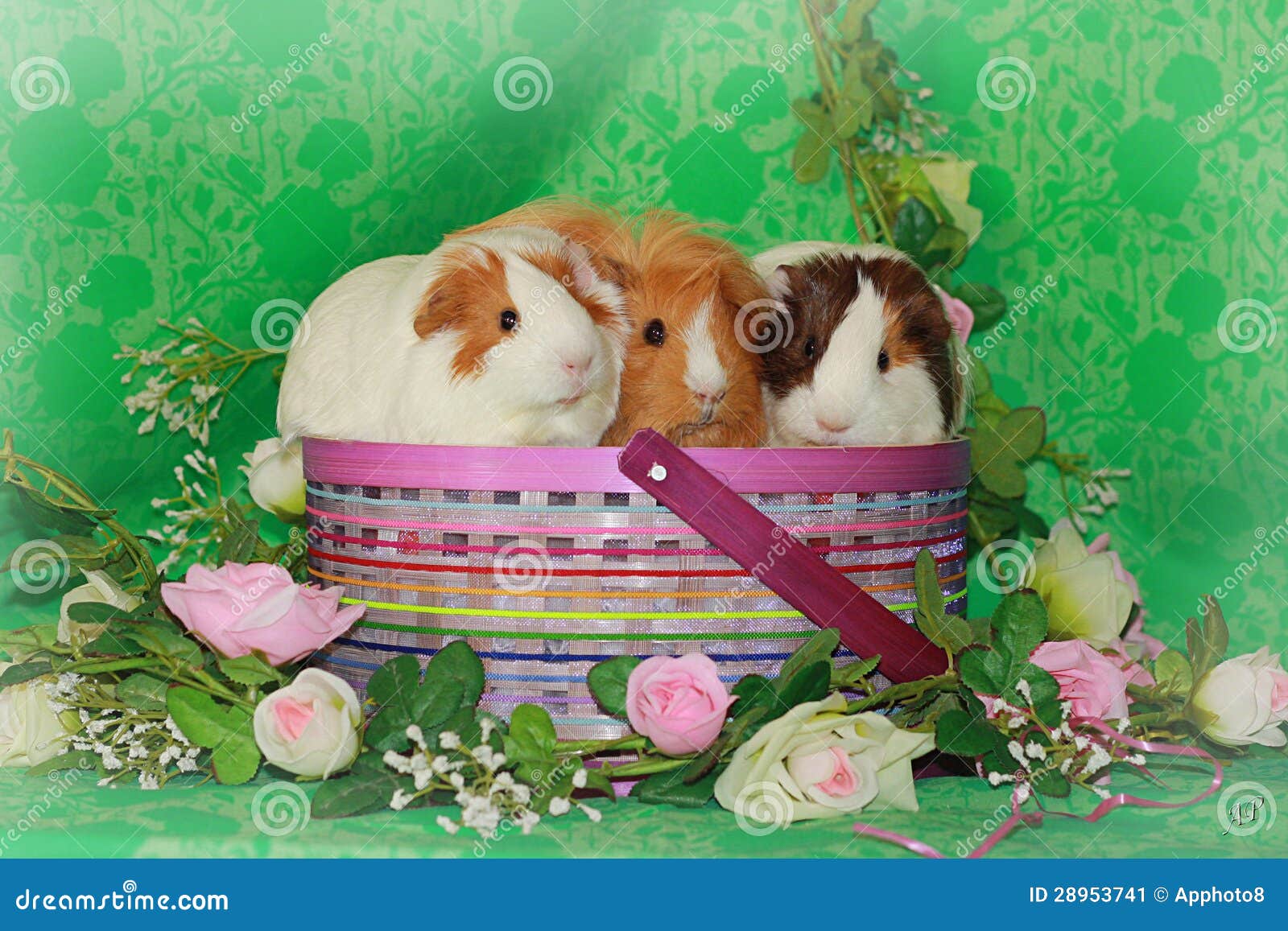 Spring Piggies stock image. Image of cute, spring, adorable - 28953741
