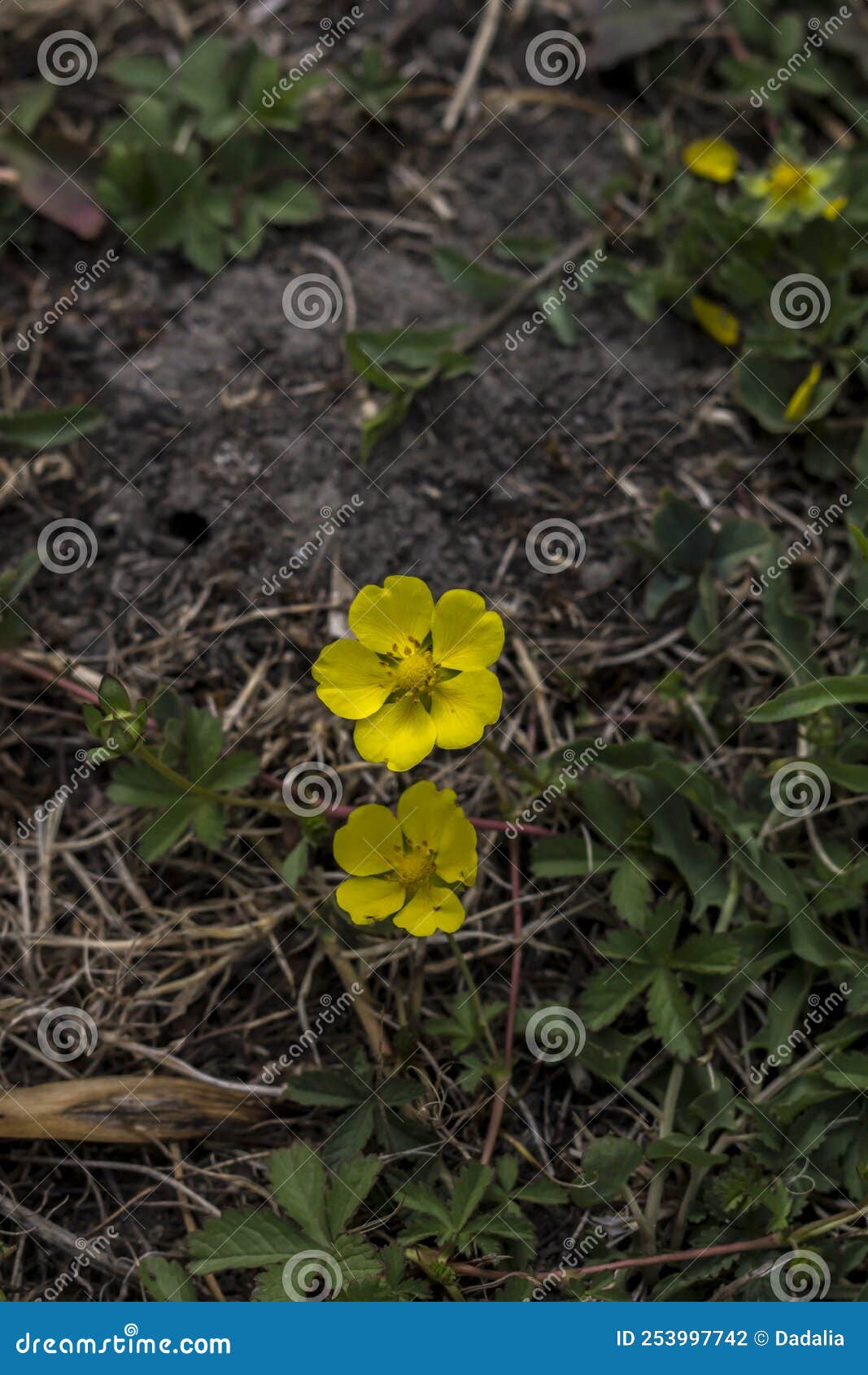 The Spring Pimp Potentilla Neumanniana Stock Photo - Image of grass ...