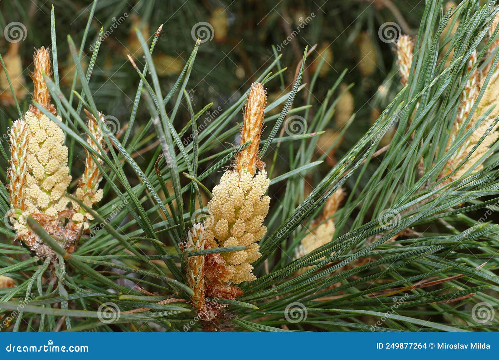 Spring pine with blossom stock photo. Image of conifer - 249877264