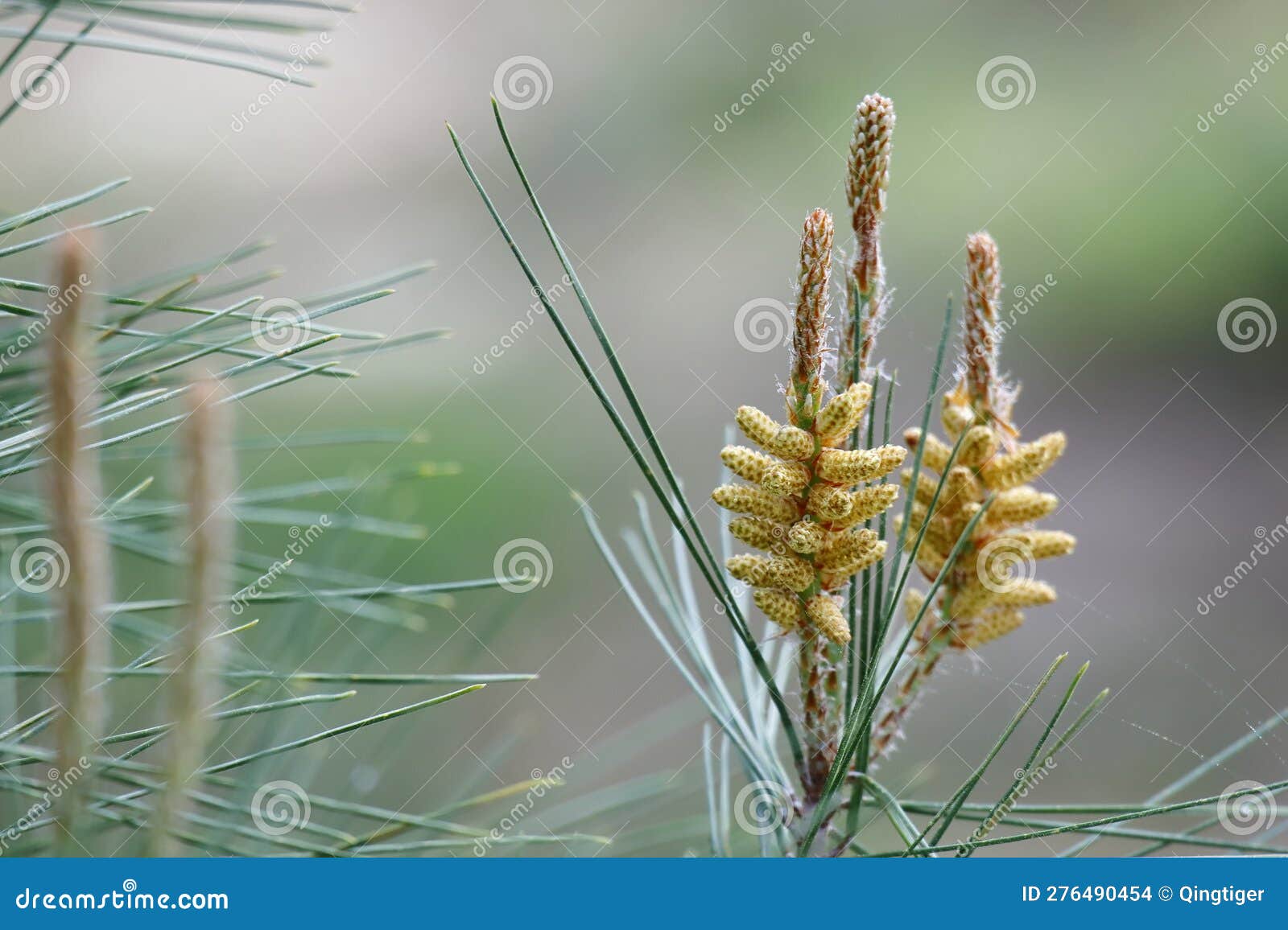 Spring Pine Blossom. Tree Photo Stock Photo - Image of pine, spring ...