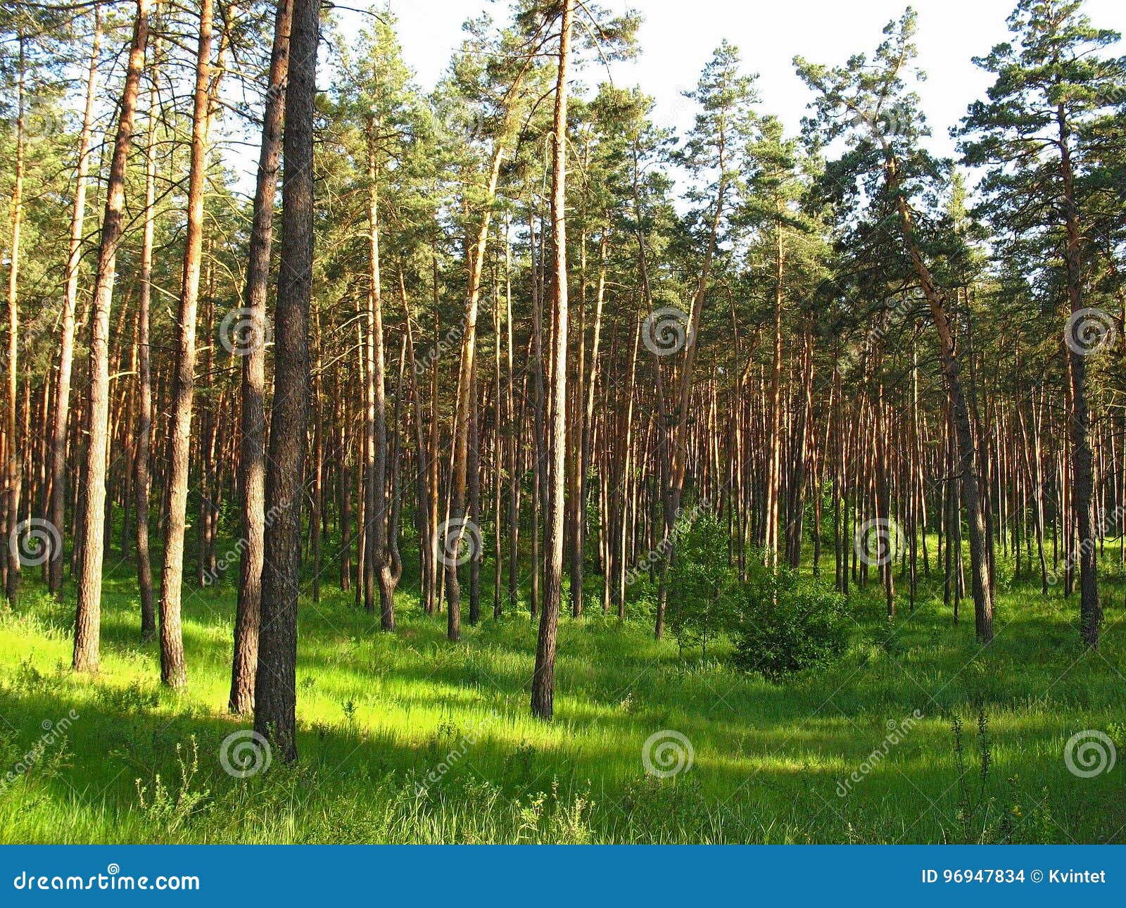 Spring Pine Forest with Green Grass Stock Photo - Image of meadow ...