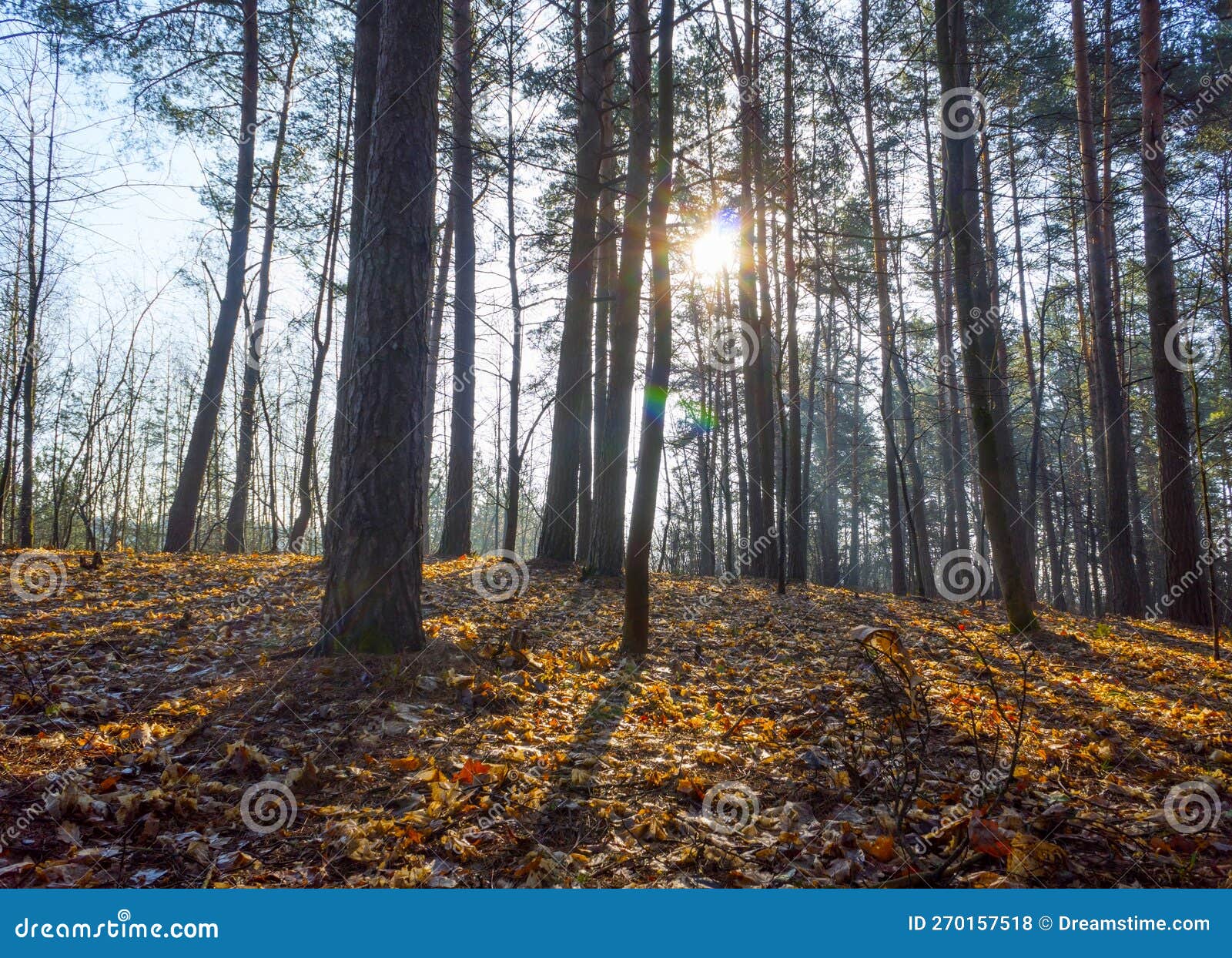 Spring forest and sun stock photo. Image of green, light - 270157518