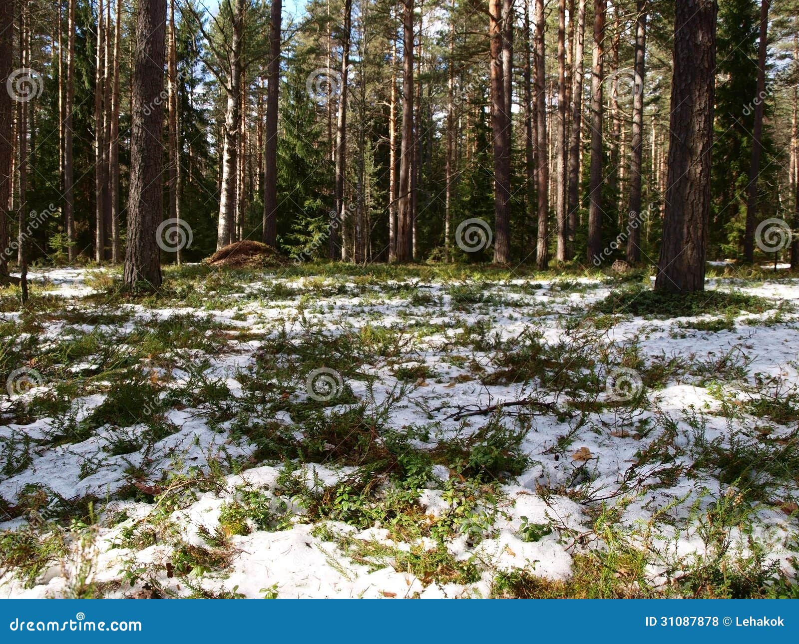 Spring in the pine forest stock photo. Image of green - 31087878
