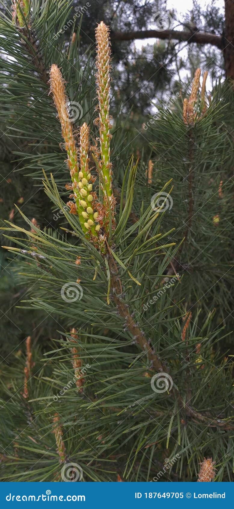 Spring Pine Sprout on a Pine-tree Branch Stock Image - Image of floral ...