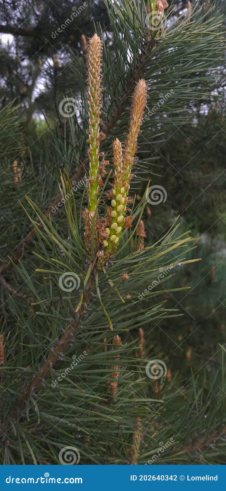 Spring Pine Sprout on a Pine-tree Branch Stock Photo - Image of ...