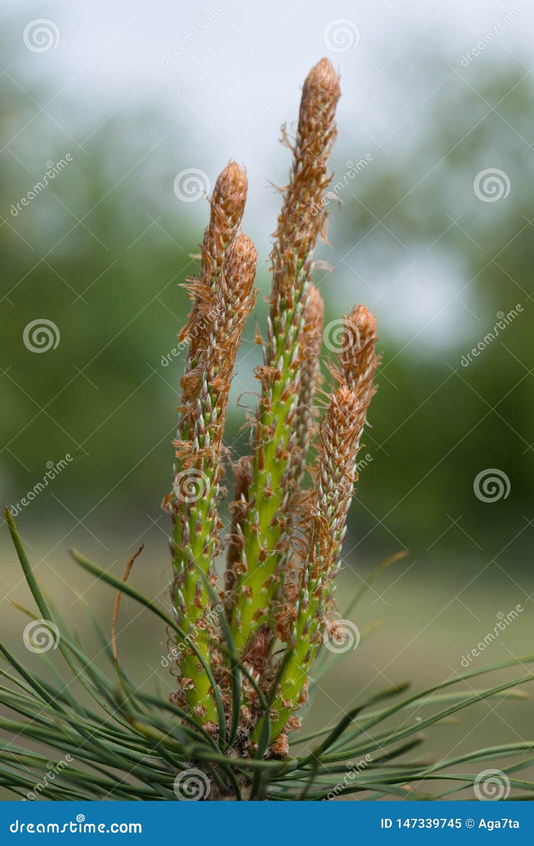 Spring pine sprouts stock image. Image of conifer, color - 147339745