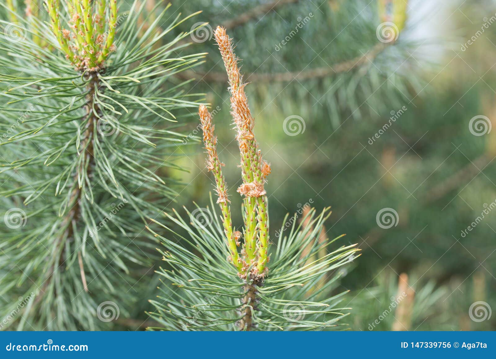 Spring pine sprouts stock photo. Image of needle, macro - 147339756