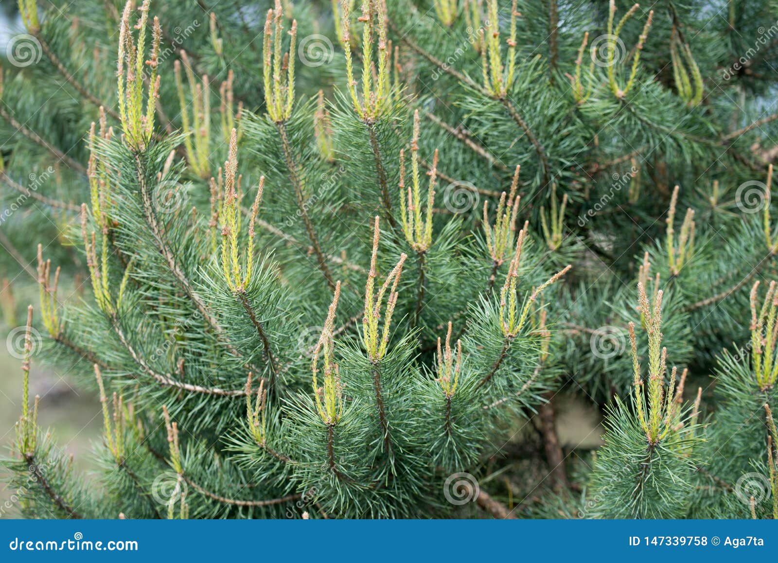 Spring pine sprouts stock photo. Image of pinus, green - 147339758