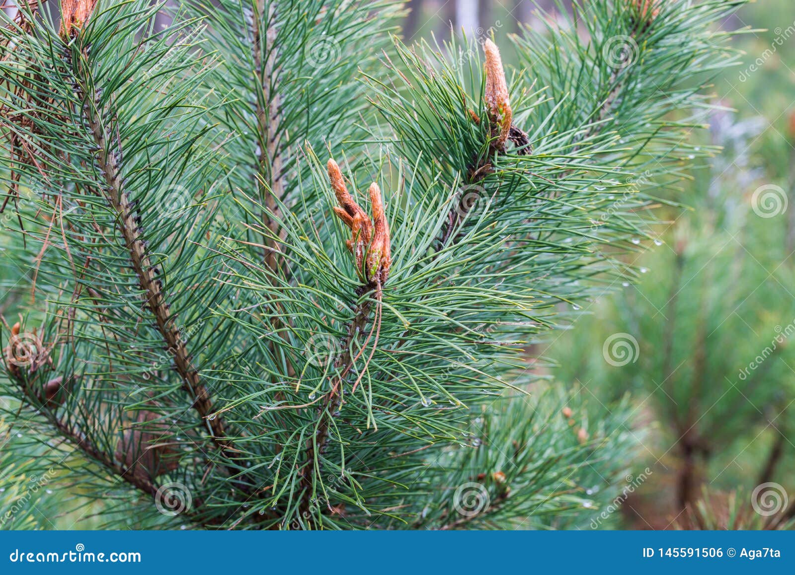 Spring Pine Sprouts on Tree Twig Stock Photo - Image of detail, growth ...