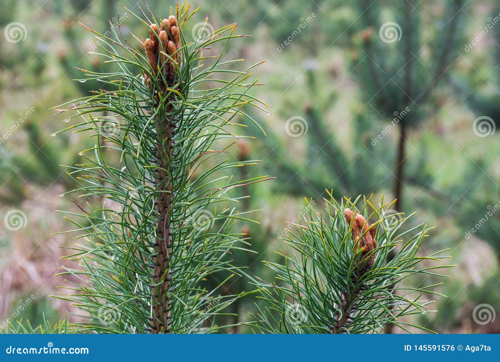 Spring Pine Sprouts on Tree Twig Stock Photo - Image of fresh, forest ...