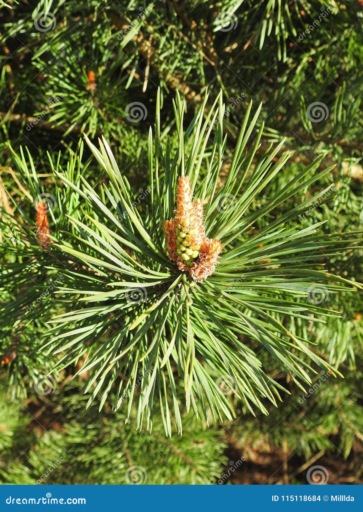 Spring Pine Tree Branch, Lithuania Stock Photo - Image of pine, view ...