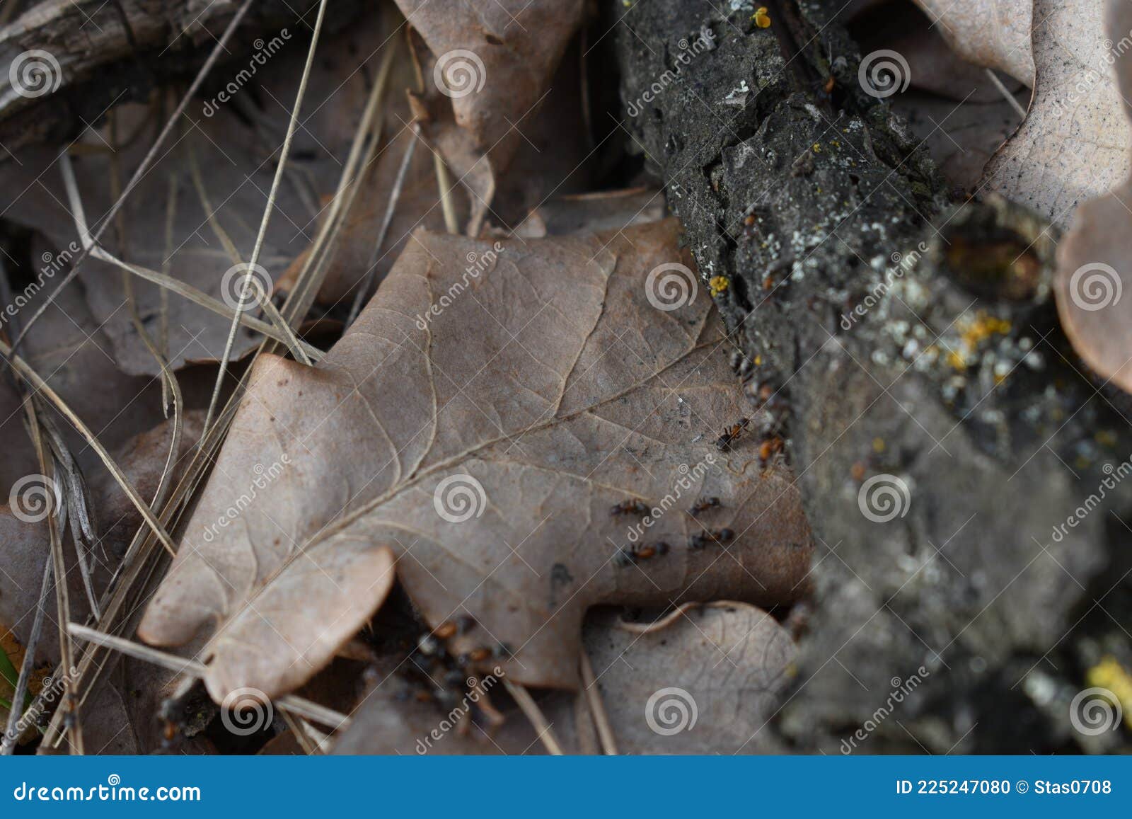Spring in the Pine Tree Forest Insects Close Up Stock Photo - Image of ...