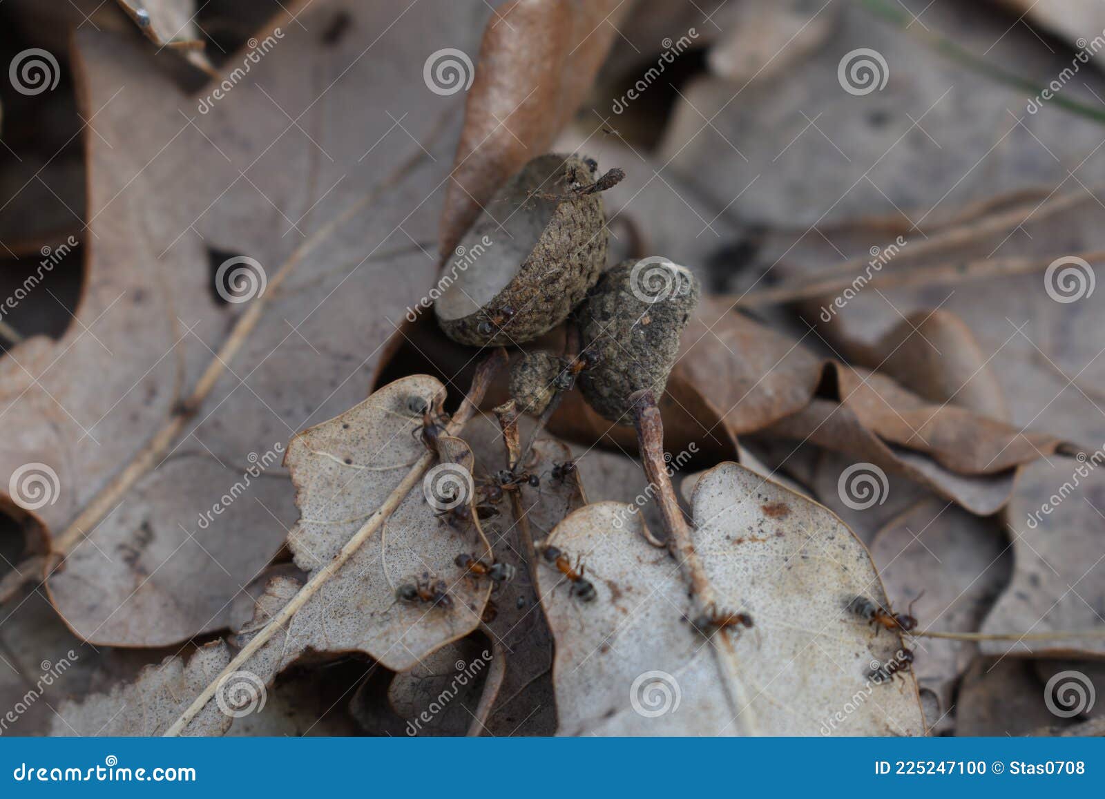 Spring in the Pine Tree Forest Insects Close Up Stock Photo - Image of ...