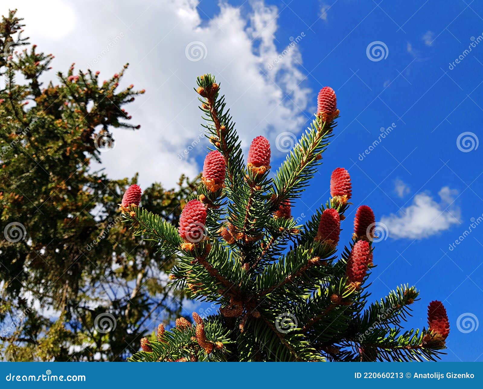 In Spring Pine Trees Begin To Bloom with Unusual Red Shoots Stock Image ...
