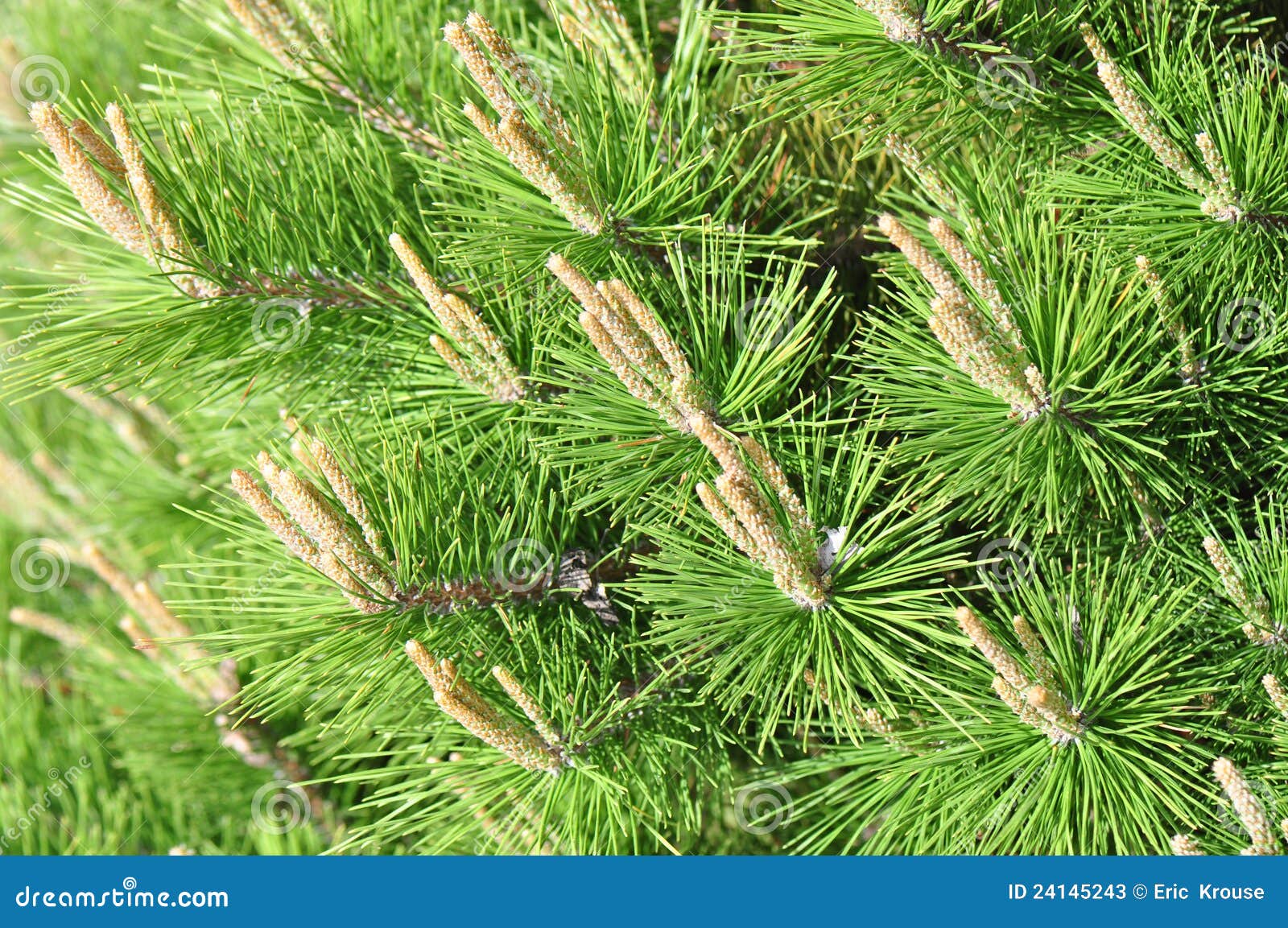 Spring Pines stock image. Image of leaves, celebration - 24145243