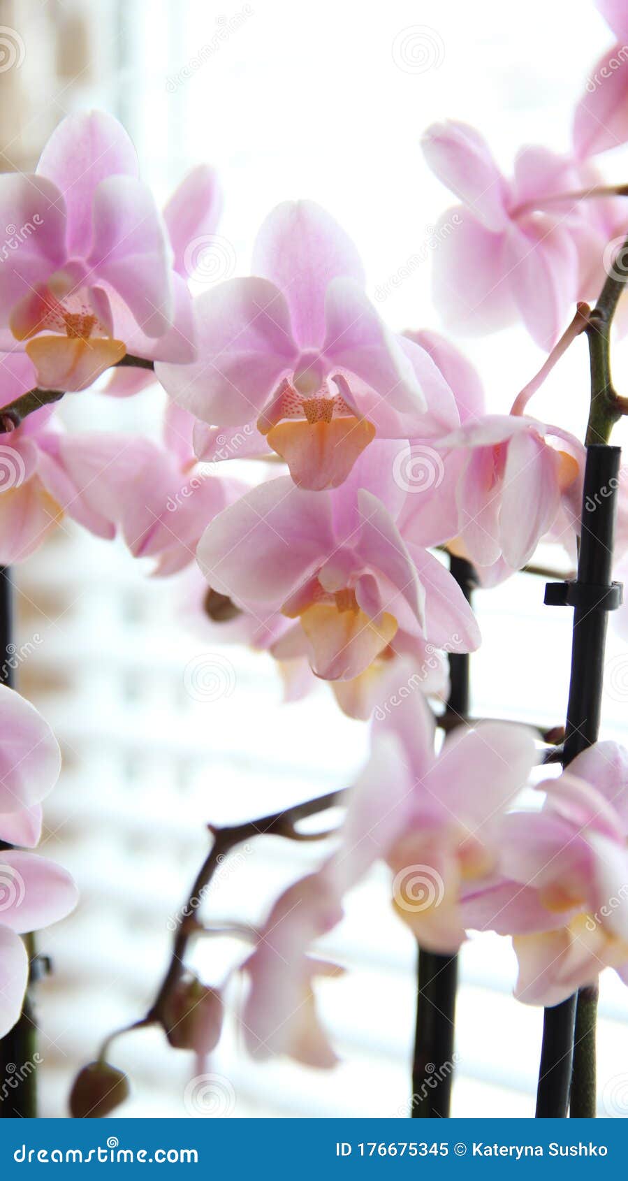 Spring Ping Orchid Flower in the Room Stock Image - Image of bouquet ...