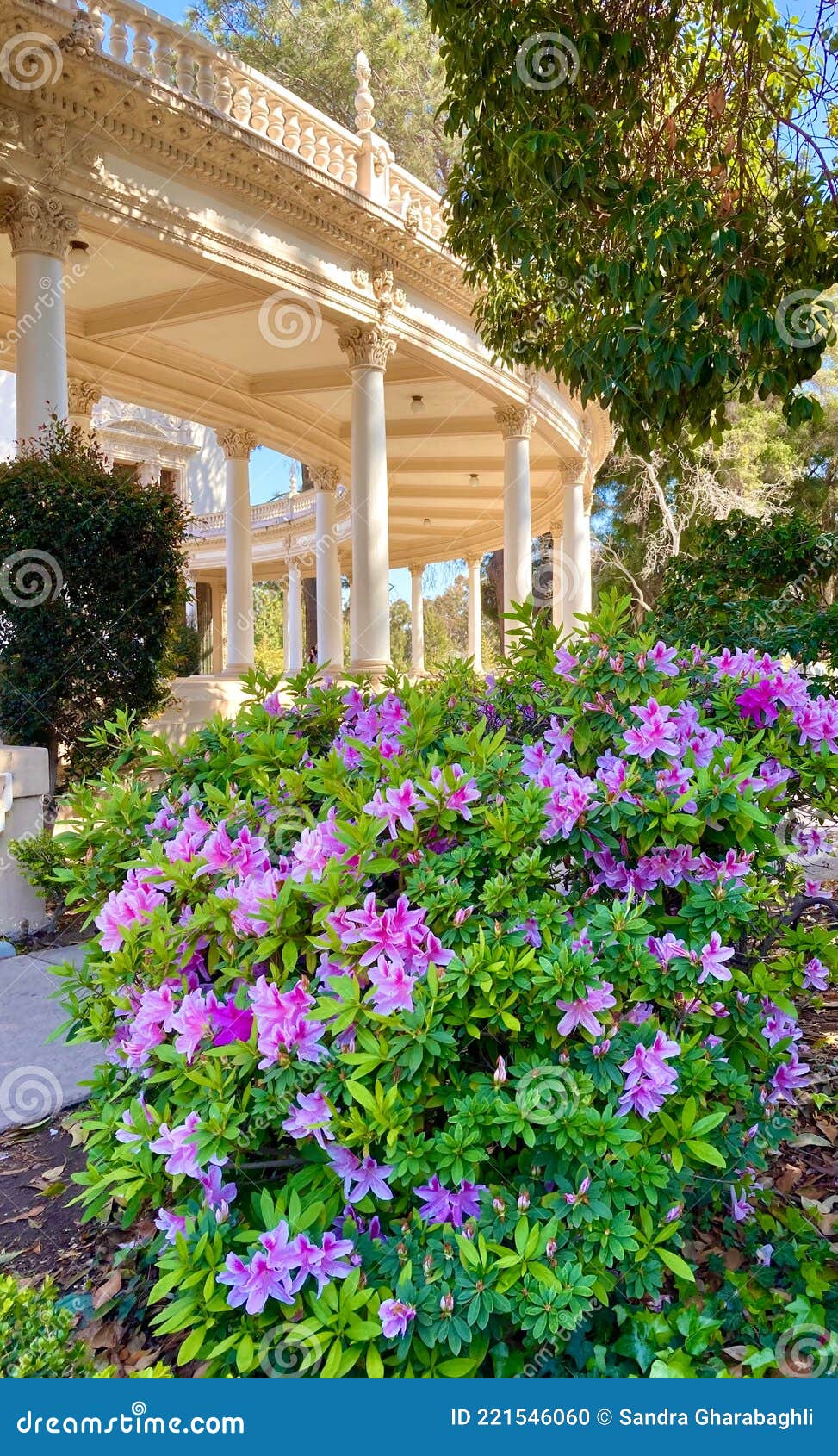 Spring Pink Azaleas in Garden Stock Photo - Image of columns, balboa ...