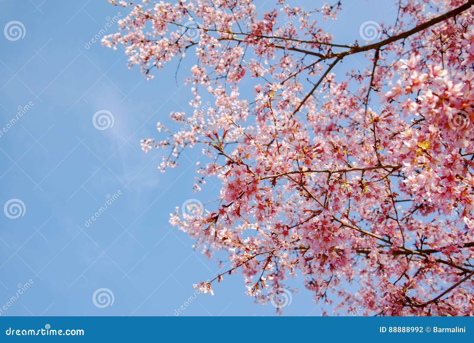 Spring Pink Blossom Tree and Blue Sky Stock Photo - Image of freshness ...