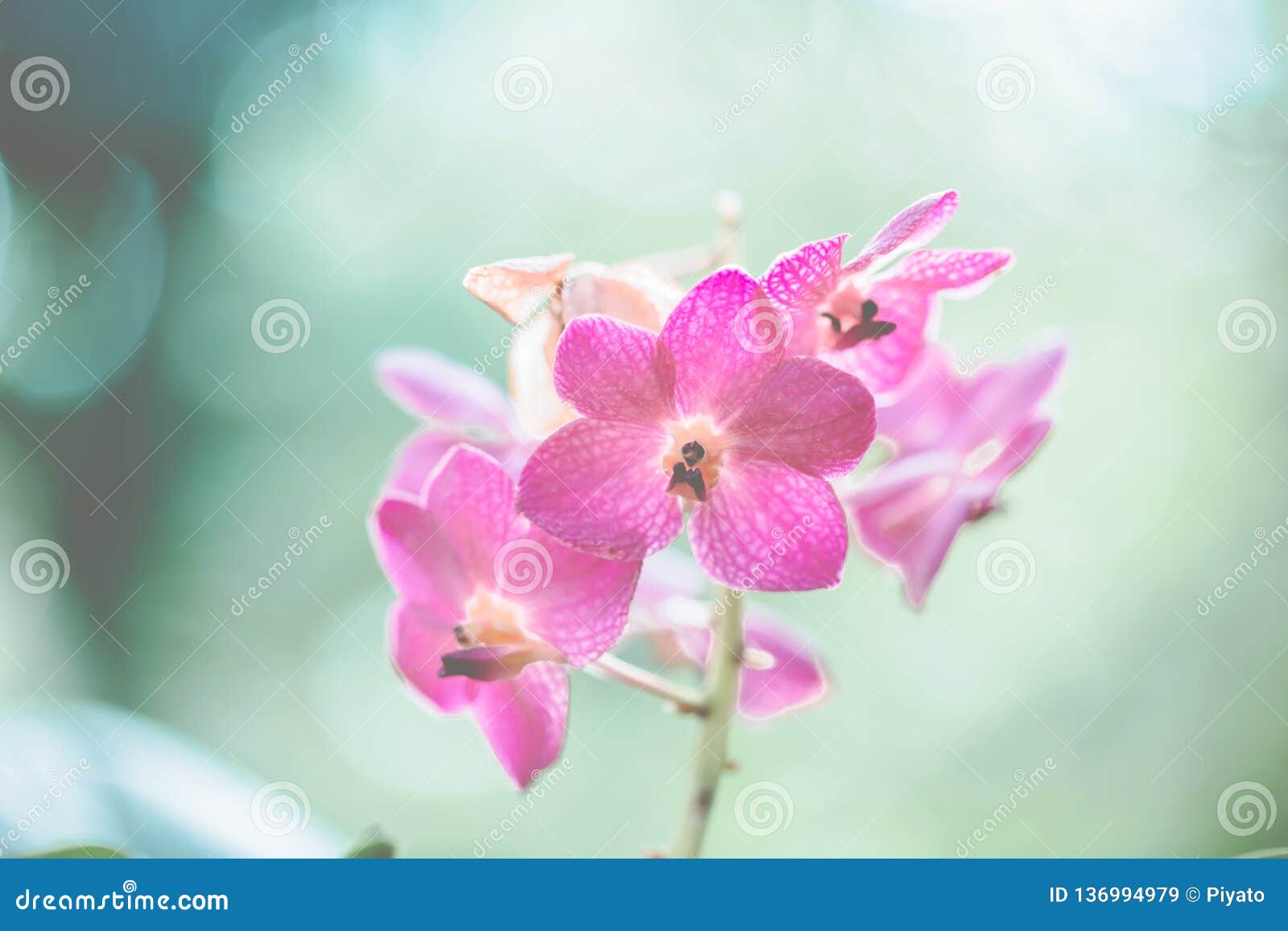 Spring pink flower stock image. Image of closeup, fresh - 136994979