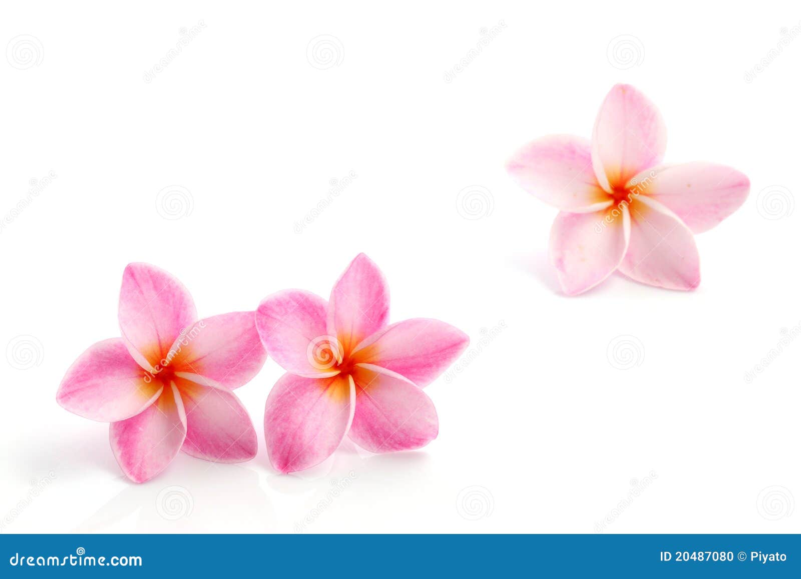 Spring pink flower stock photo. Image of border, outdoor - 20487080