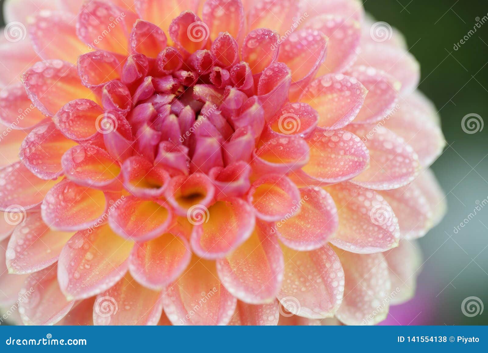 Spring pink flower stock photo. Image of fresh, colorful - 141554138