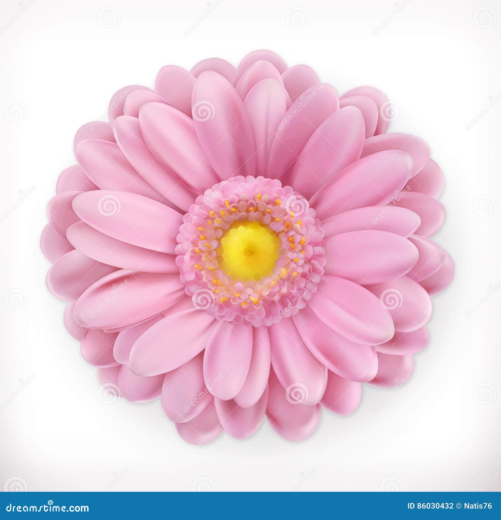 Flower Pink Lily Lilium Candidum Editable On A White Background Vector ...