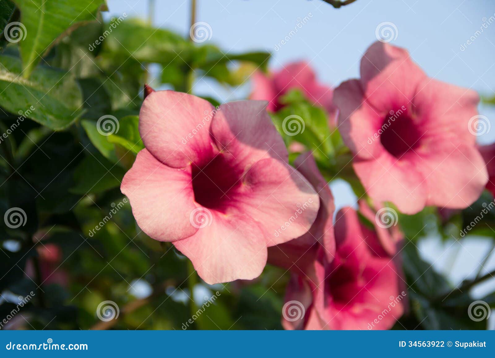 Spring pink flowers. stock photo. Image of summer, blossom - 34563922