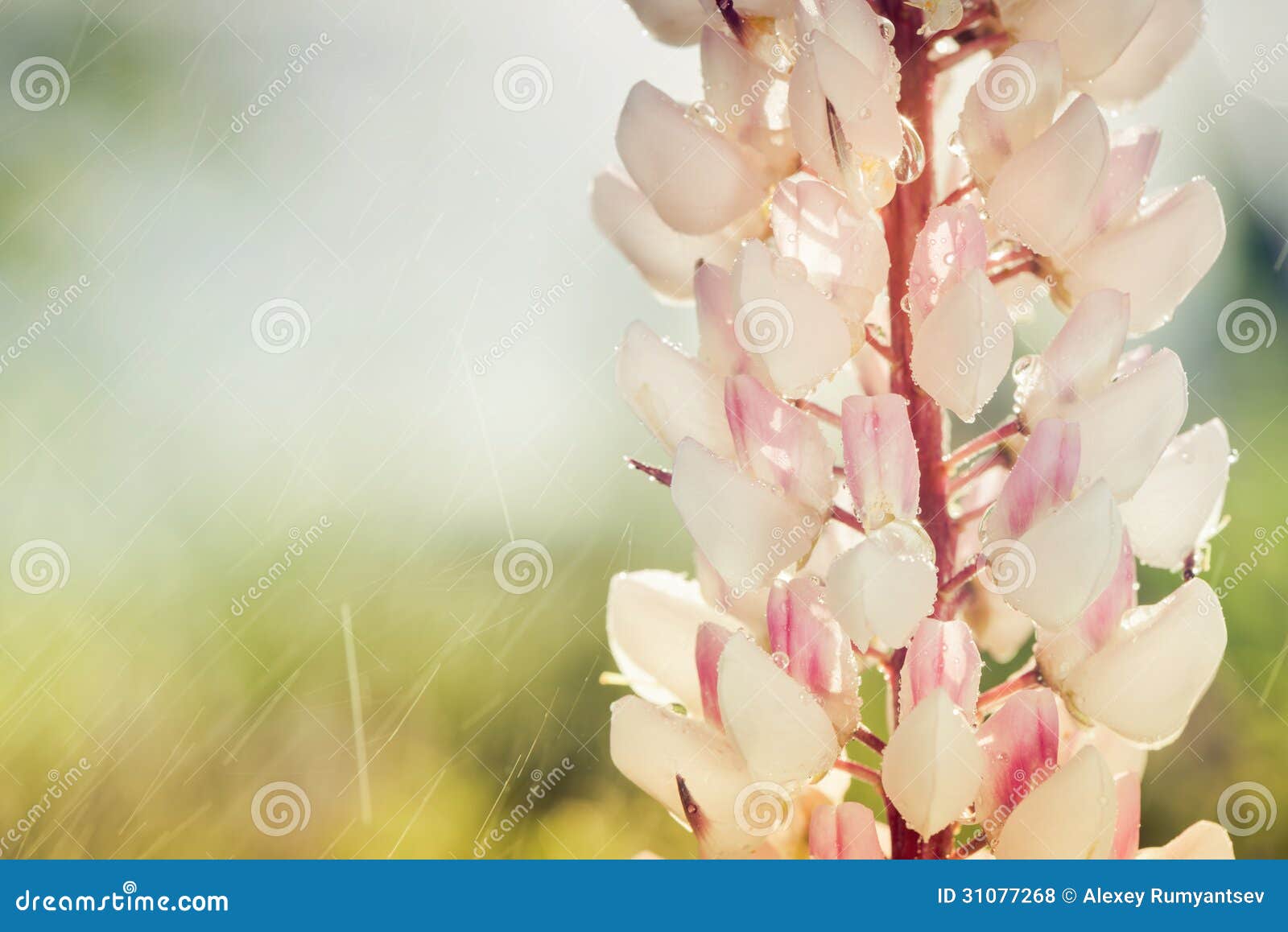 Spring pink flowers stock photo. Image of season, natural - 31077268