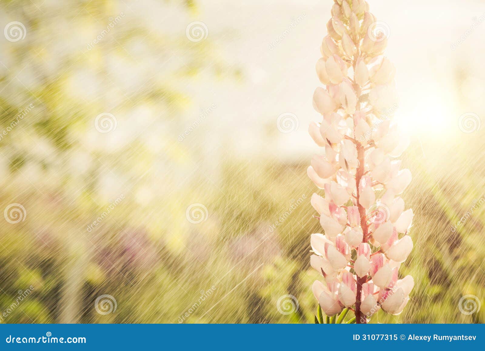 Spring pink flowers stock image. Image of spring, rain - 31077315