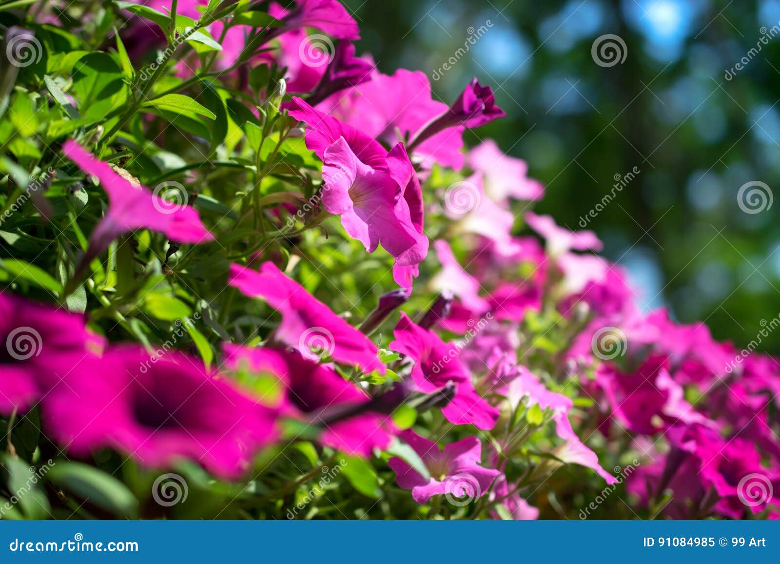 Spring Pink Flowers Bloom in Spring Season. Stock Image - Image of ...