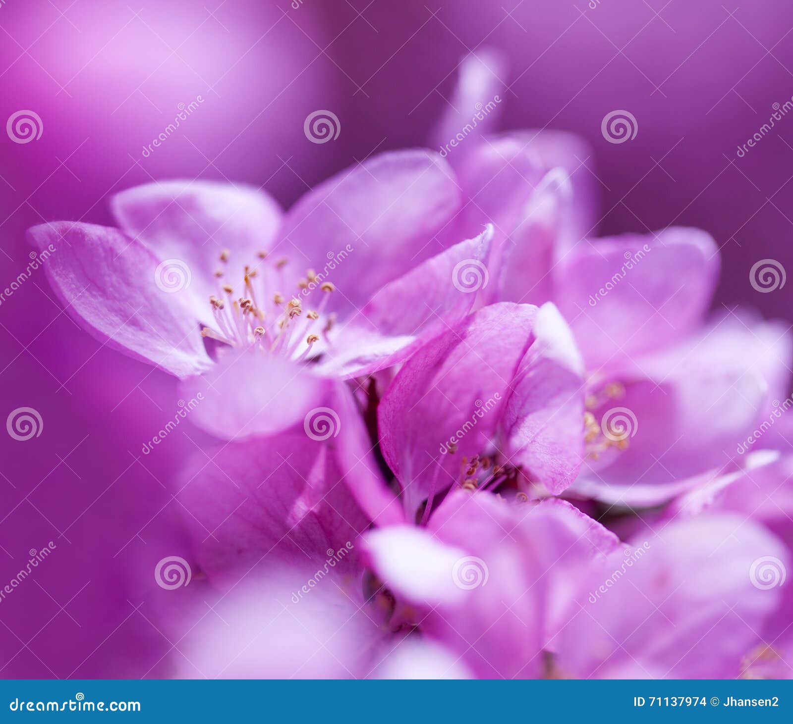 Spring Pink Flowers stock photo. Image of branch, botany - 71137974