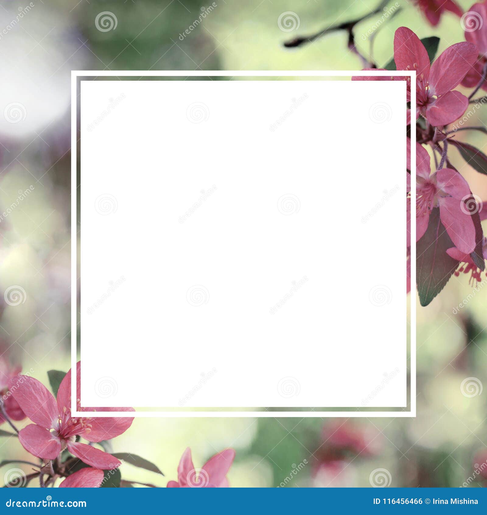 Spring Pink Flowers with Square Frame for Text. Template for Invitation ...