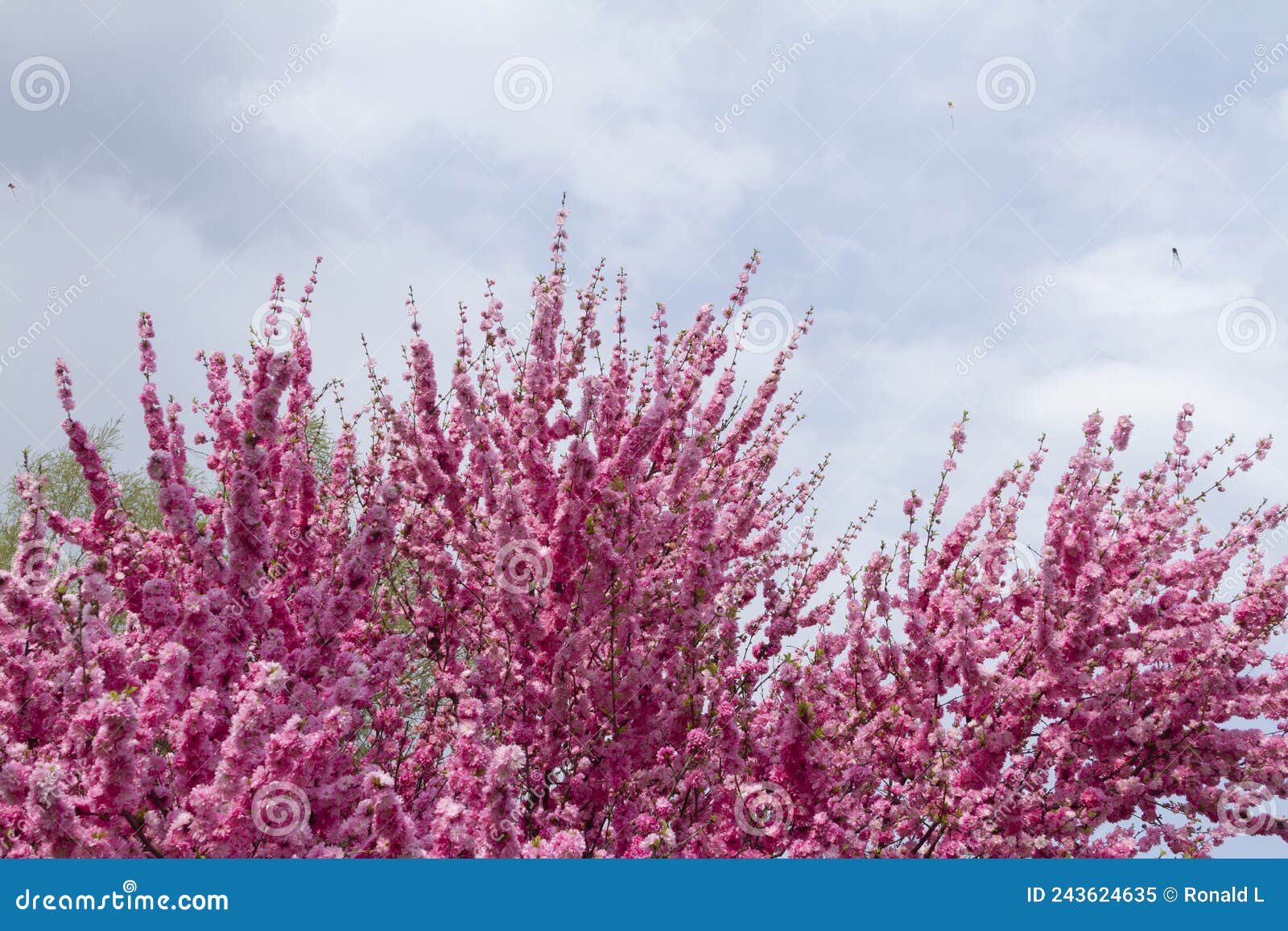Spring Pink Flowers and Tree Sprouting in a Park Stock Image - Image of ...