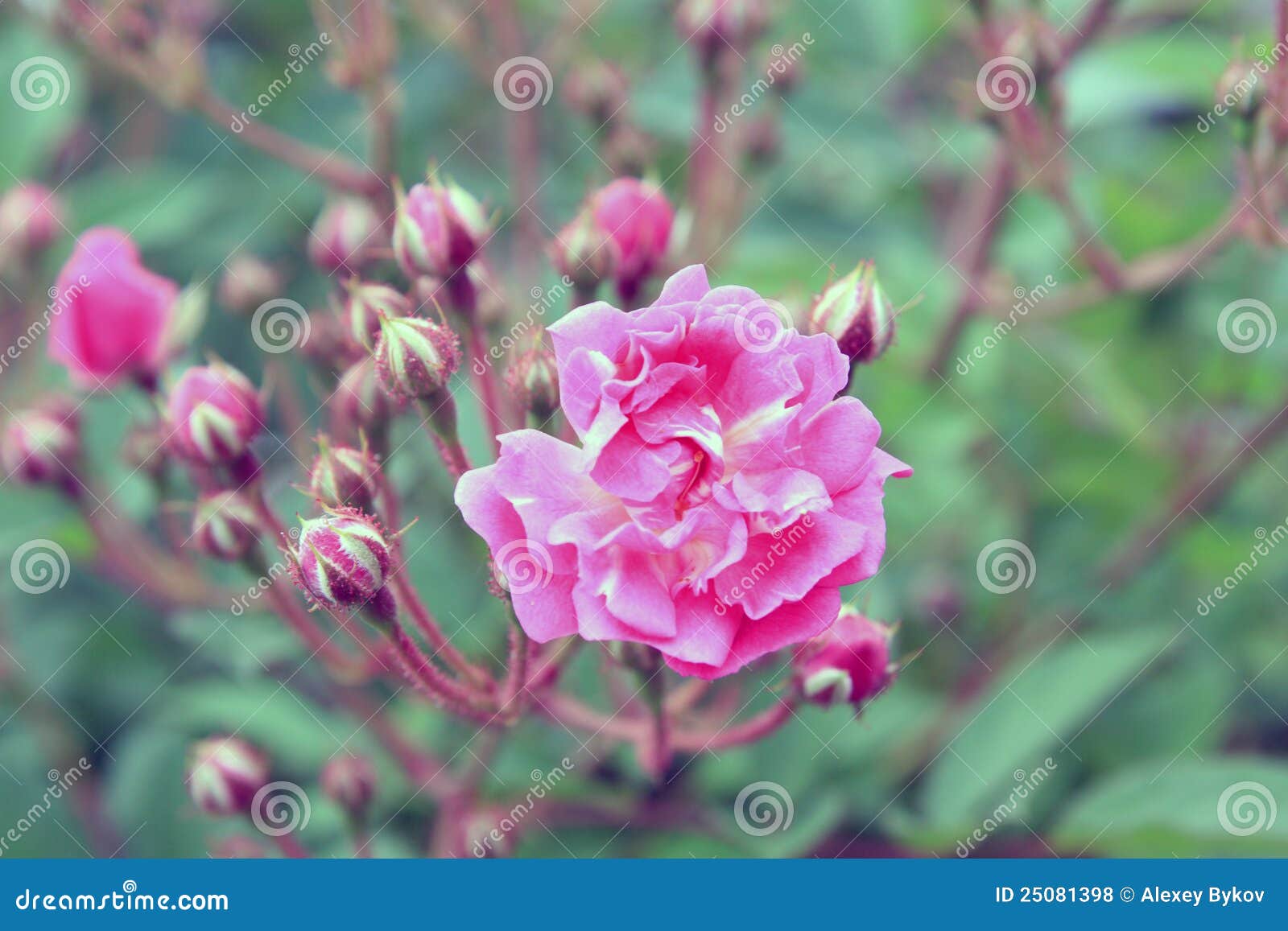 Spring. Pink rose. stock photo. Image of flower, close - 25081398