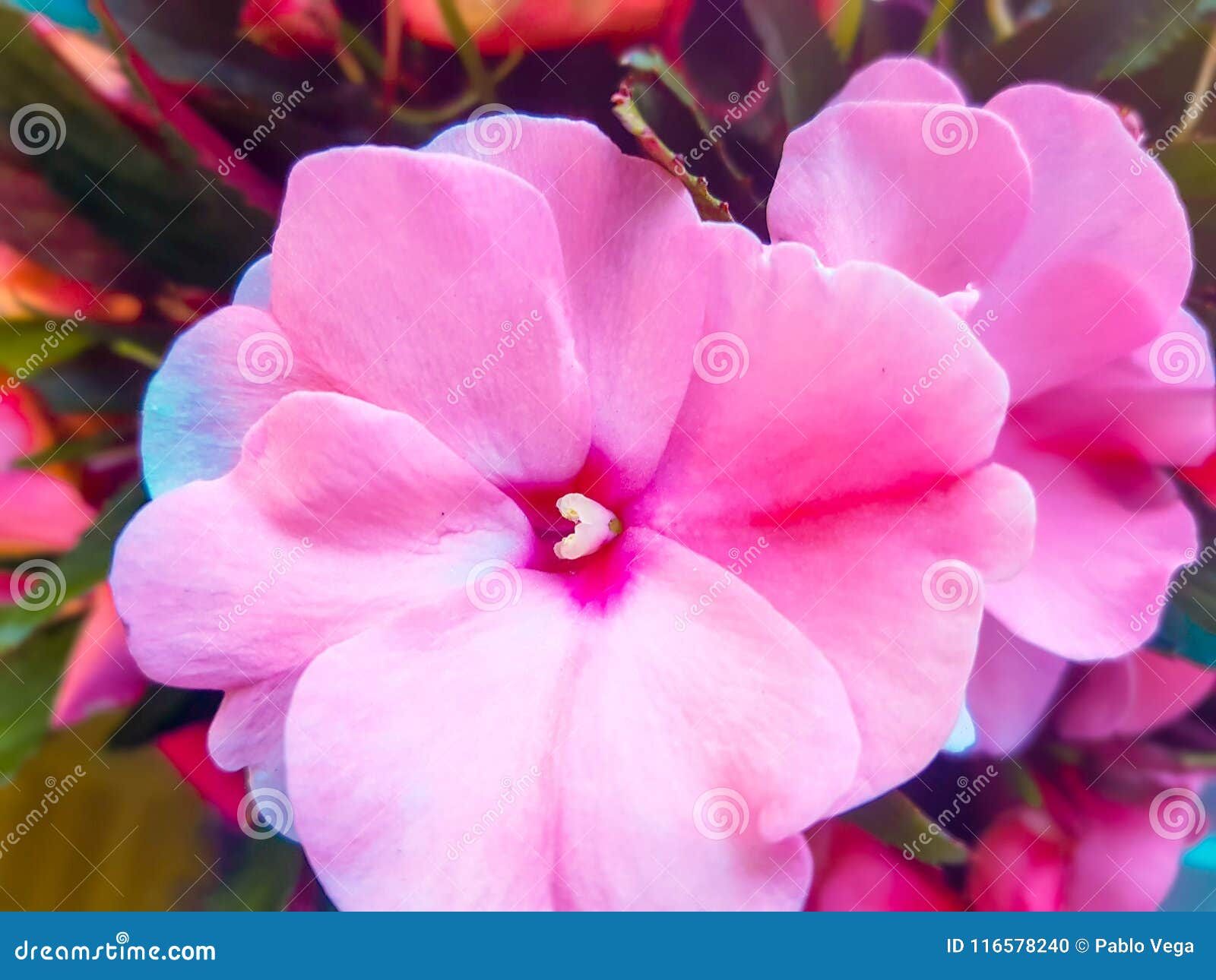 Spring pink stock photo. Image of spring, pink, flower - 116578240