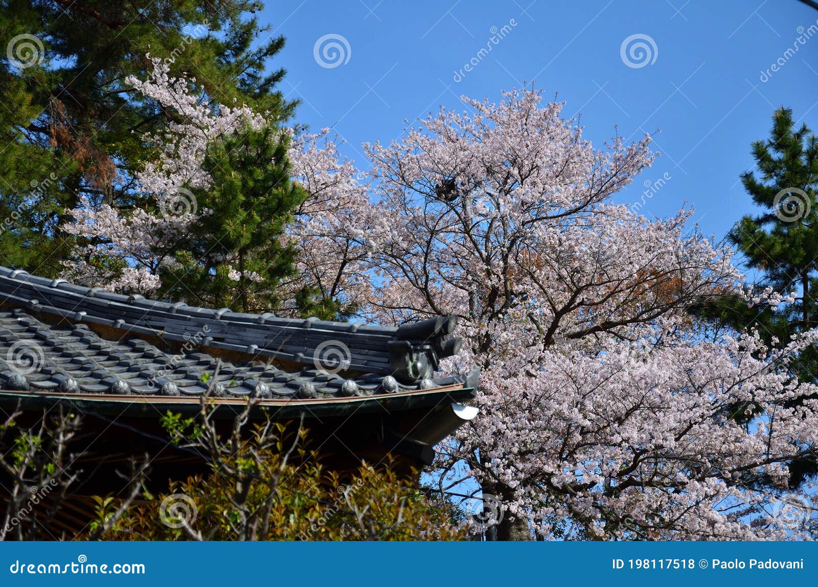 Spring pink on the temple stock photo. Image of detail - 198117518