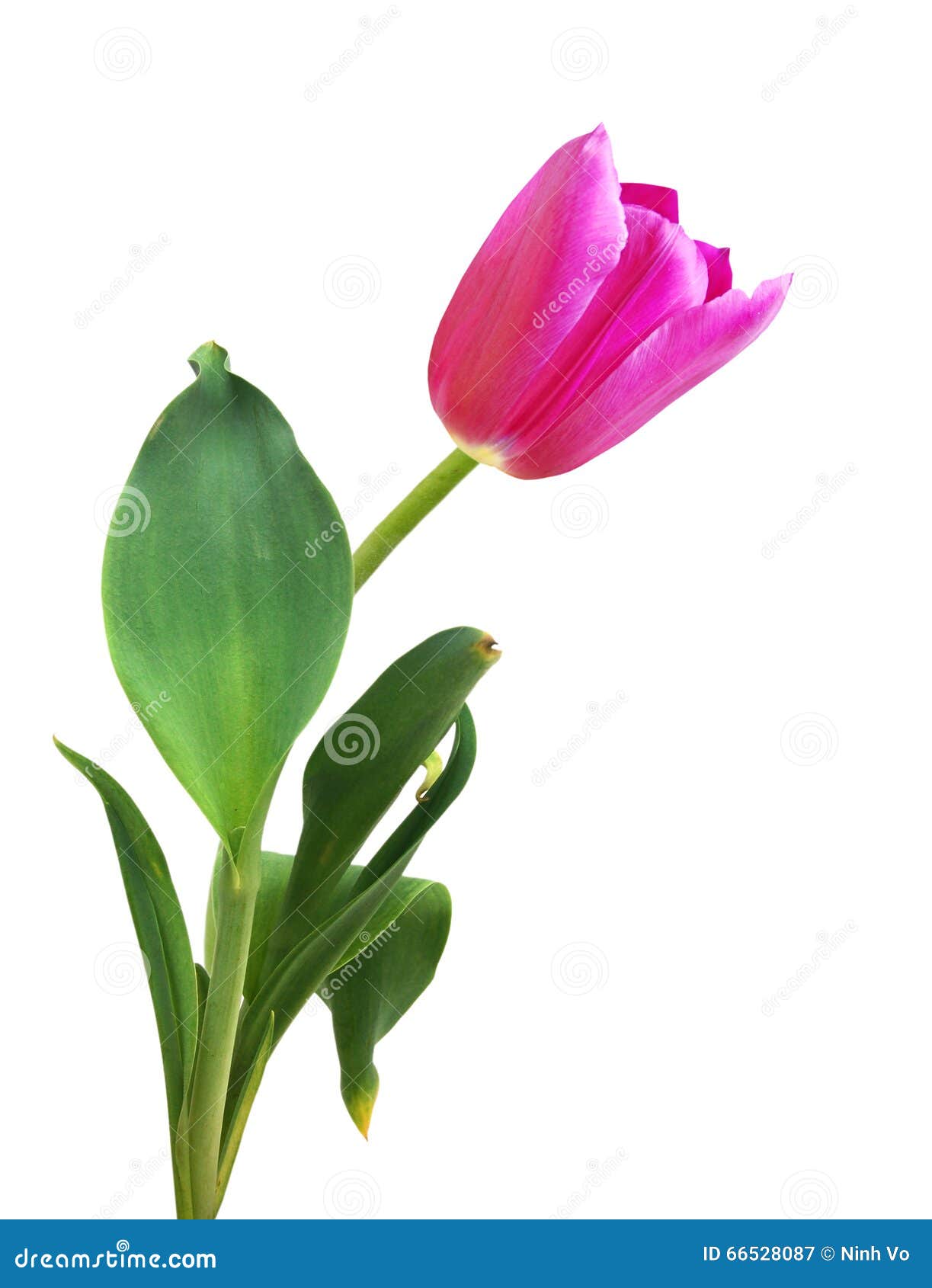 Spring pink tulip stock image. Image of petal, celebration - 66528087