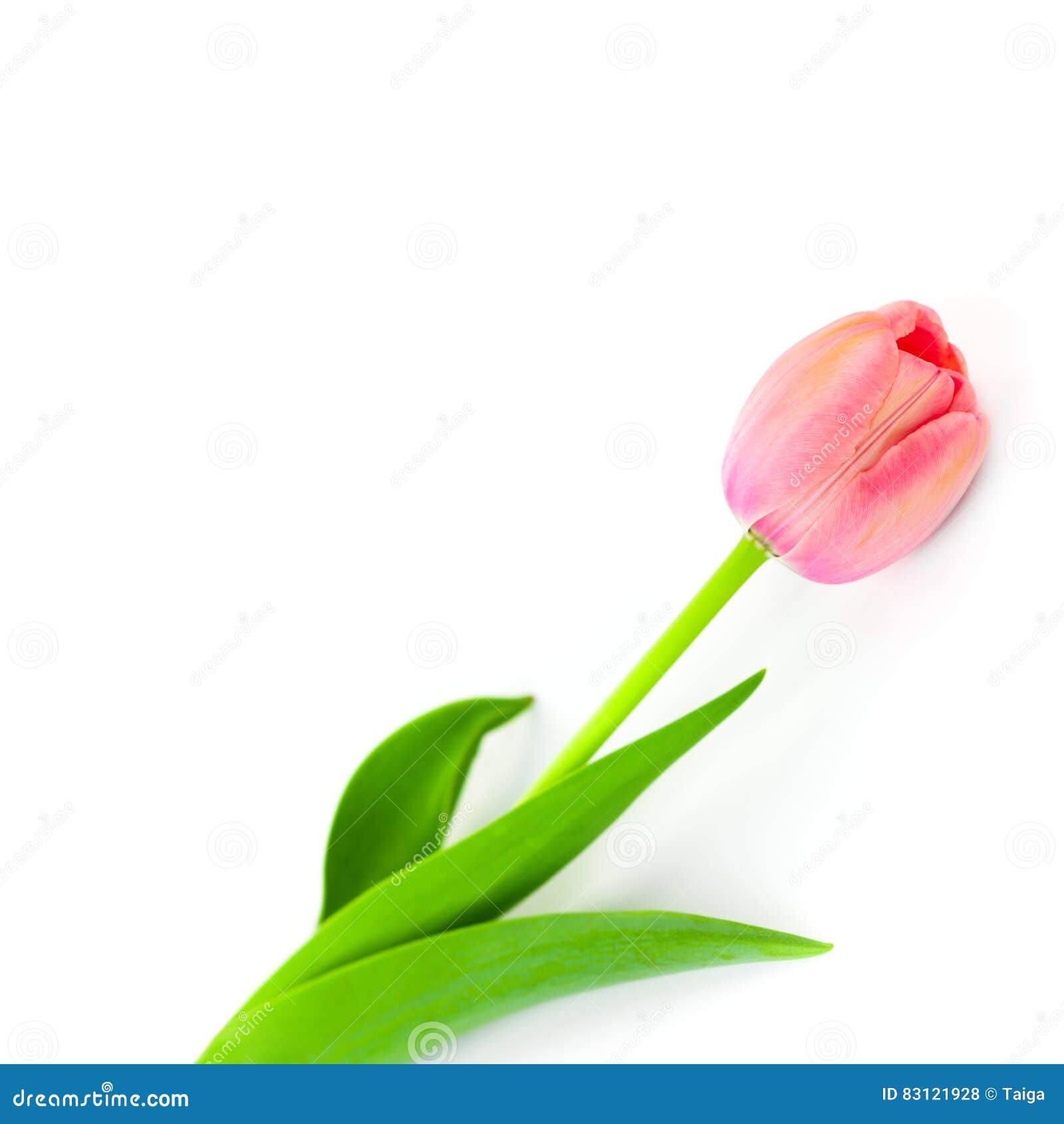 Spring Pink Tulip with Love Isolated Stock Photo - Image of green ...