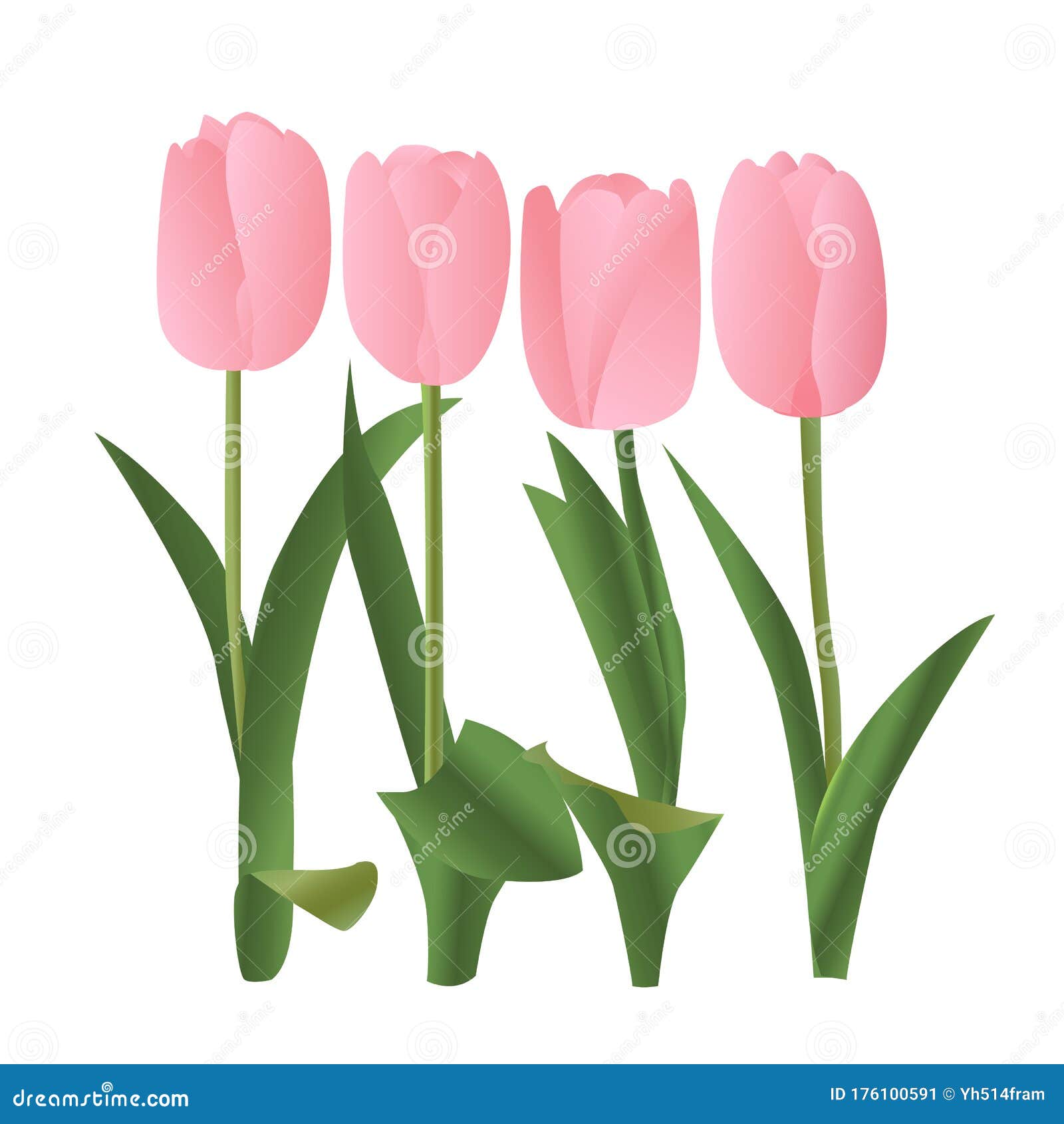 Spring Pink Tulip Vector Illustration Stock Vector - Illustration of ...