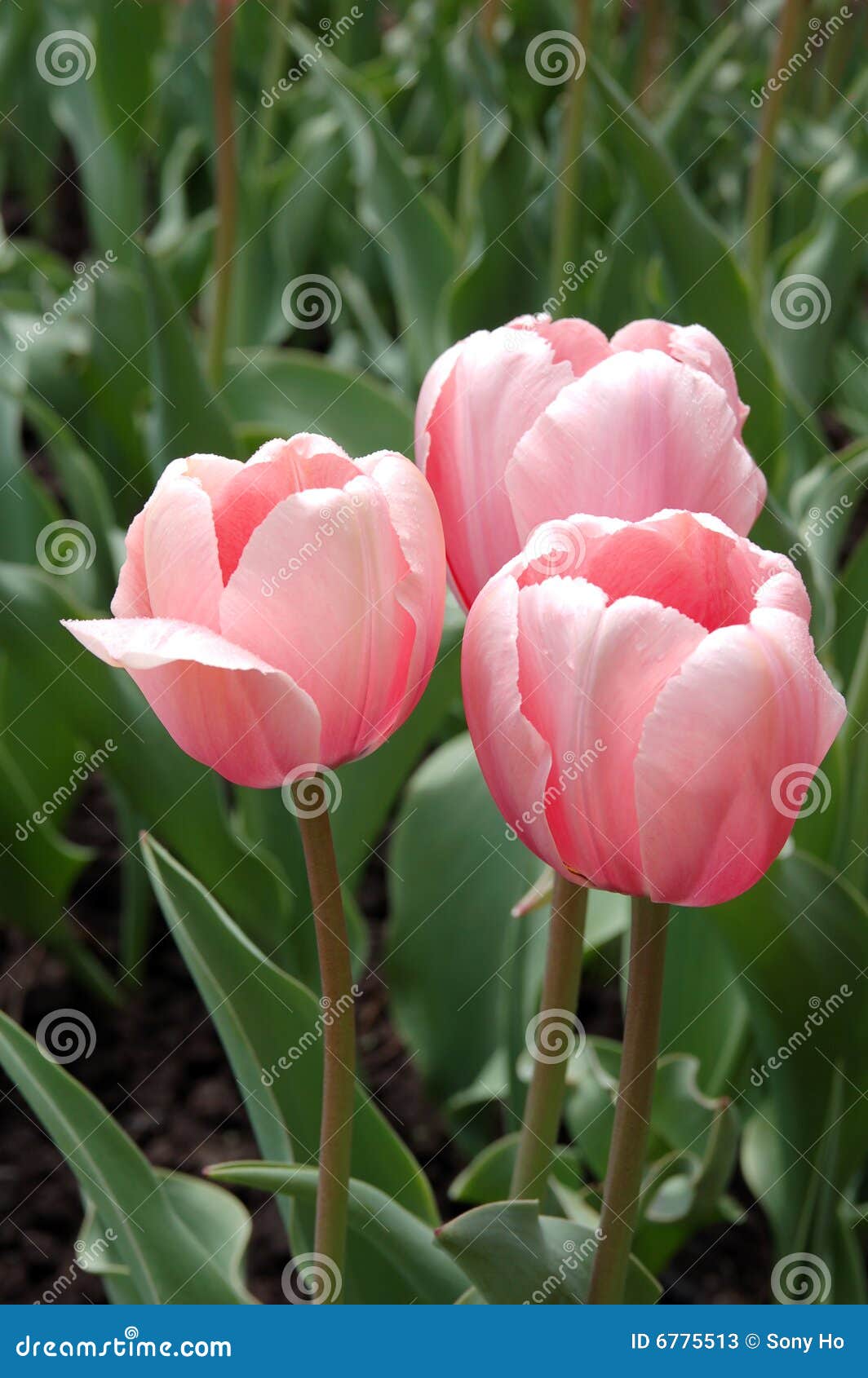 Spring pink tulips stock image. Image of soft, fresh, floral - 6775513