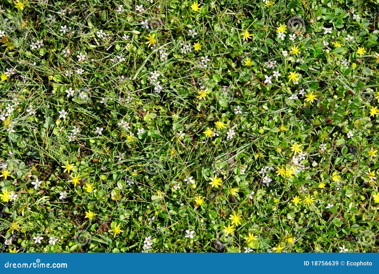 Spring plant background stock image. Image of close, natural - 18756639